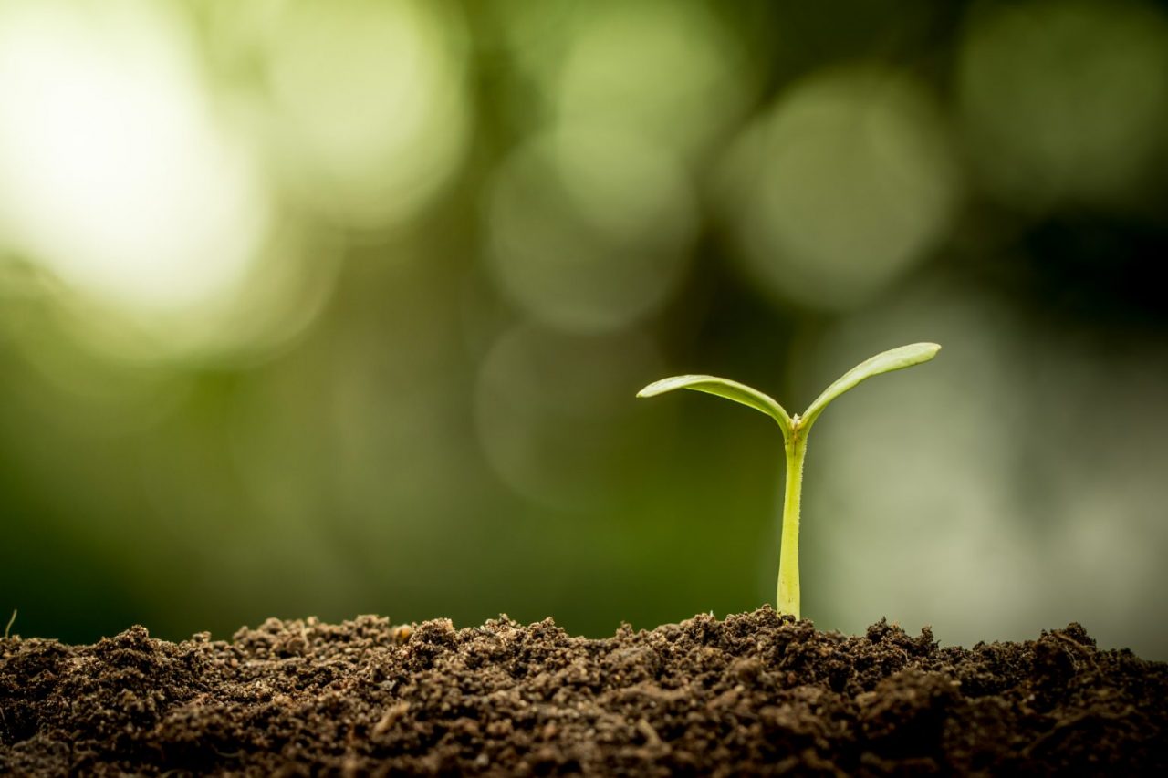 Boro nas plantas: uso e aplicações - Nutrição de Safras