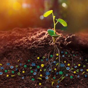 Plantação de algodão: práticas de cultivo | Nutrição de Safras