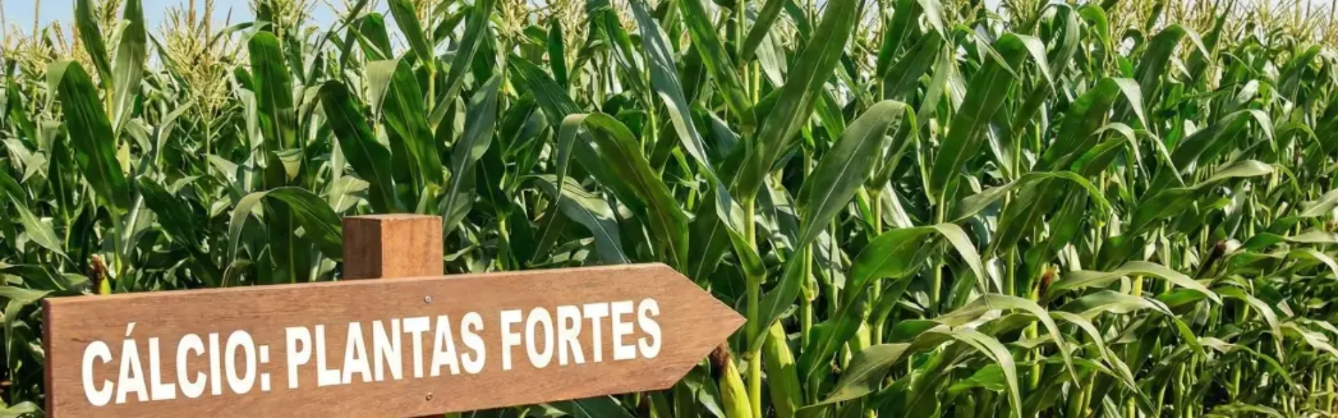 Cálcio para plantas: importância para estrutura e sanidade vegetal