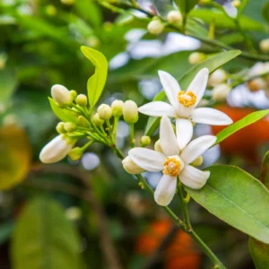 Pé de café: tipos e formas de plantar