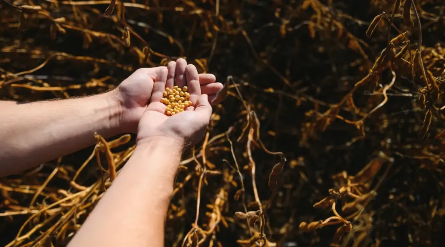 Inoculantes para soja: como funcionam, benefícios e aplicações