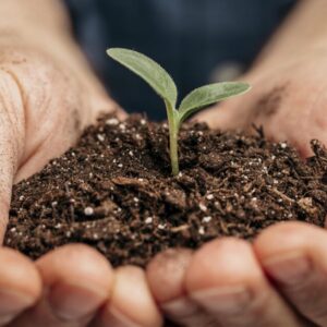 Boro nas plantas: uso e aplicações - Nutrição de Safras